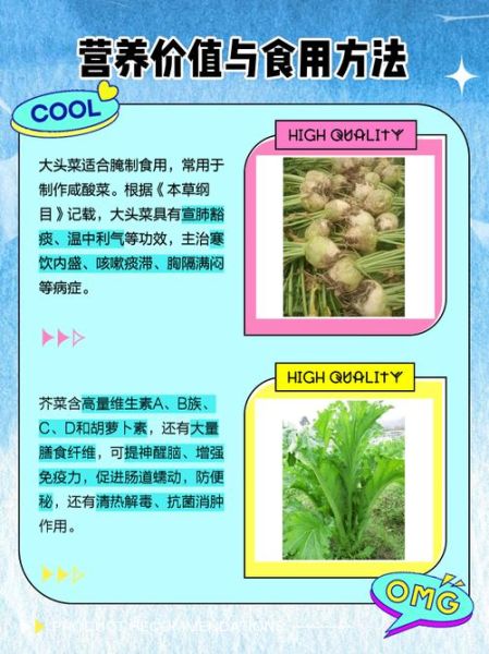 正宗大头菜长什么样_如何辨别正宗大头菜-第2张图片-山城妙识