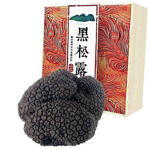 松露猪怎么训练_松露猪价格多少钱一只-第2张图片-山城妙识