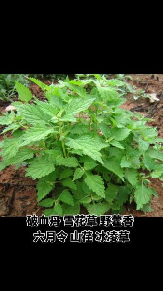 冬凌草图片_冬凌草长什么样-第1张图片-山城妙识 冬凌草图片_冬凌草长什么样-第1张图片-山城妙识