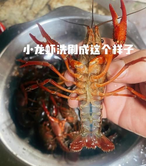 麻辣小龙虾怎么做_家庭版做法视频教学-第3张图片-山城妙识 麻辣小龙虾怎么做_家庭版做法视频教学-第3张图片-山城妙识