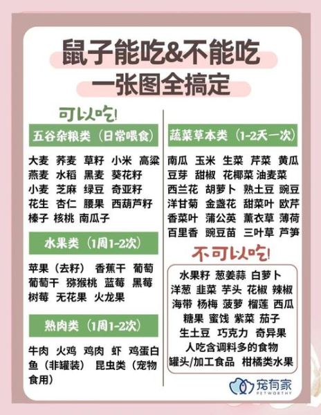 仓鼠怎么养_仓鼠吃什么最健康-第1张图片-山城妙识 仓鼠怎么养_仓鼠吃什么最健康-第1张图片-山城妙识