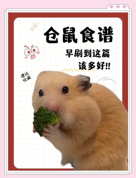 仓鼠怎么养_仓鼠吃什么最健康-第2张图片-山城妙识 仓鼠怎么养_仓鼠吃什么最健康-第2张图片-山城妙识