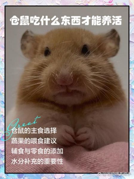 仓鼠怎么养_仓鼠吃什么最健康-第3张图片-山城妙识 仓鼠怎么养_仓鼠吃什么最健康-第3张图片-山城妙识