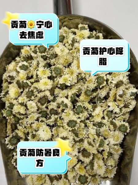 贡菊图片_贡菊的功效与作用-第2张图片-山城妙识