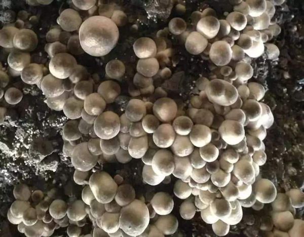 草菇不能和什么一起吃_草菇与什么食物相克-第3张图片-山城妙识 草菇不能和什么一起吃_草菇与什么食物相克-第3张图片-山城妙识