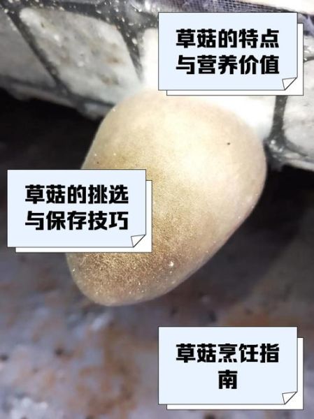 草菇不能和什么一起吃_草菇与什么食物相克-第2张图片-山城妙识 草菇不能和什么一起吃_草菇与什么食物相克-第2张图片-山城妙识