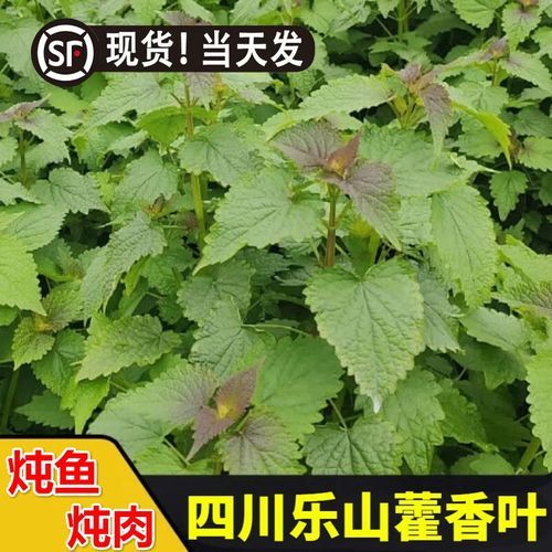 藿香叶图片_如何辨别真假藿香叶-第2张图片-山城妙识