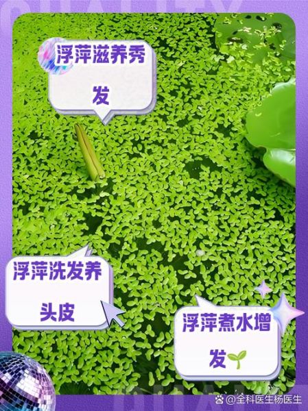 浮萍的功效与作用_浮萍能降血压吗-第2张图片-山城妙识