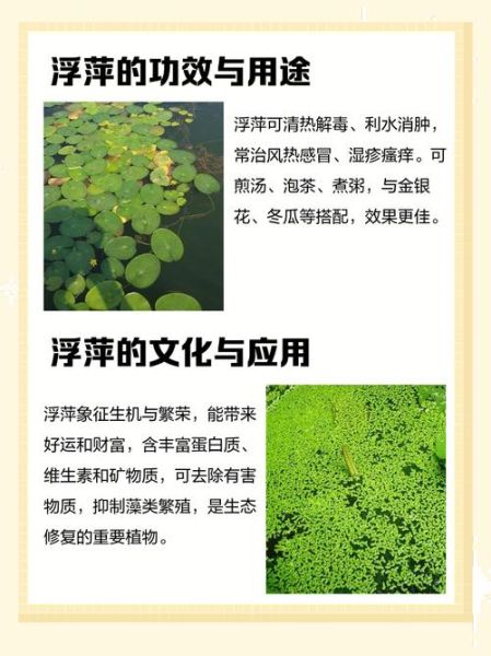浮萍的功效与作用_浮萍能降血压吗-第3张图片-山城妙识