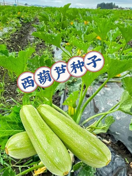 西葫芦有毒吗_西葫芦生吃会中毒吗-第3张图片-山城妙识