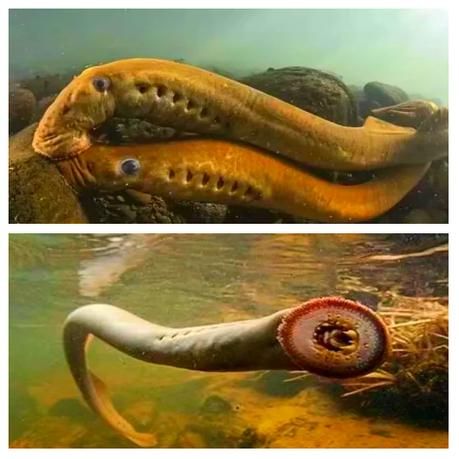 七鳃鳗和人鳗区别_七鳃鳗和人鳗图片对比-第3张图片-山城妙识