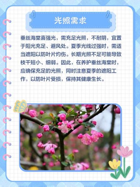 垂丝海棠什么时候开花_垂丝海棠怎么养护-第1张图片-山城妙识