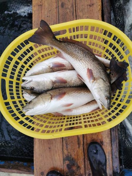 红古鱼营养价值_红古鱼功效与作用-第2张图片-山城妙识