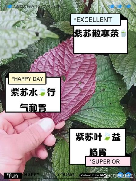 紫苏叶怎么晒干不变色_紫苏叶晒干要几天-第1张图片-山城妙识 紫苏叶怎么晒干不变色_紫苏叶晒干要几天-第1张图片-山城妙识