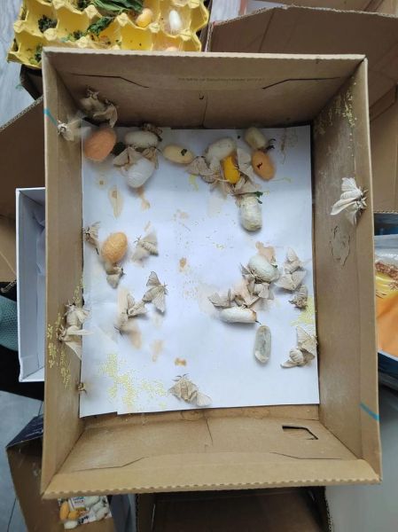 蚕蛹是什么的幼虫_蚕蛹会变成什么蛾-第1张图片-山城妙识