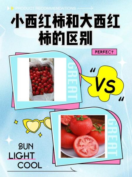 番茄和西红柿的区别是什么_番茄西红柿哪个更有营养-第1张图片-山城妙识 番茄和西红柿的区别是什么_番茄西红柿哪个更有营养-第1张图片-山城妙识