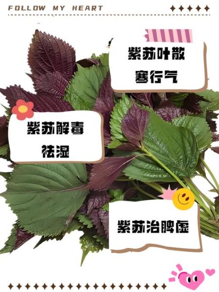 紫苏叶怎么晒干不变色_紫苏叶晒干要几天-第2张图片-山城妙识 紫苏叶怎么晒干不变色_紫苏叶晒干要几天-第2张图片-山城妙识