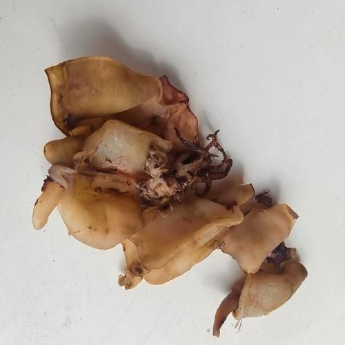 鱿鱼干和墨鱼干的区别_哪个更好吃-第2张图片-山城妙识