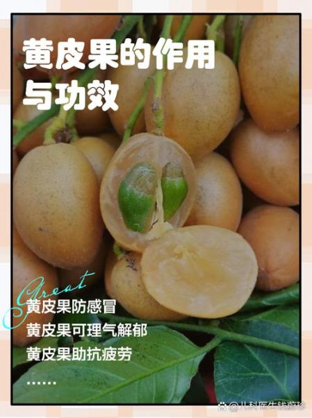 黄皮果哪些人不能吃_黄皮果食用禁忌有哪些-第2张图片-山城妙识