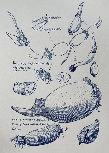 莲藕怎么画_莲藕简笔画步骤-第1张图片-山城妙识