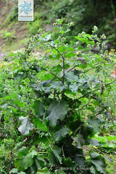 野生牛蒡全株图片_如何辨别真假-第3张图片-山城妙识