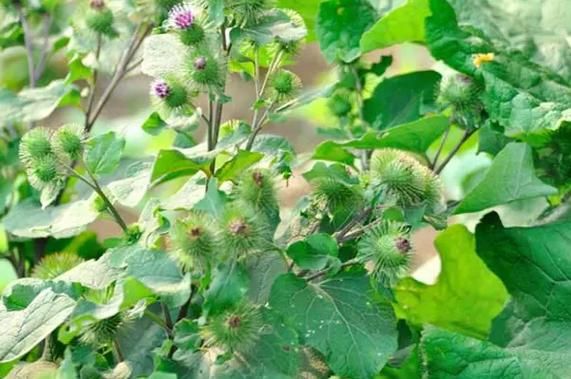 野生牛蒡全株图片_如何辨别真假-第1张图片-山城妙识