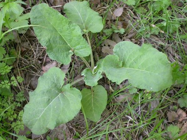 野生牛蒡全株图片_如何辨别真假-第2张图片-山城妙识