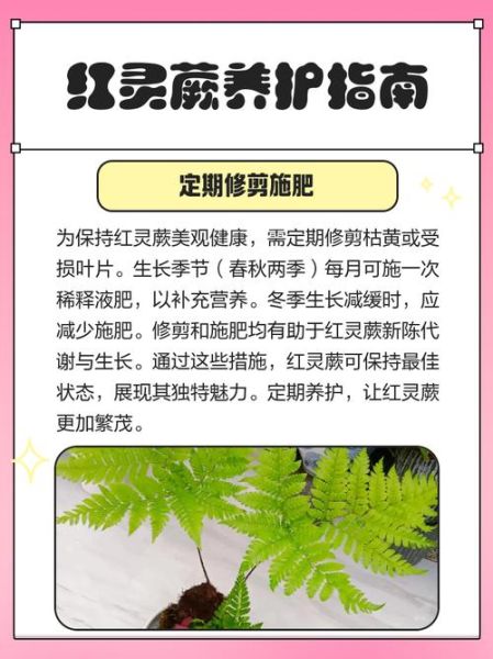 蕨类植物怎么养_蕨类植物多久浇一次水-第2张图片-山城妙识 蕨类植物怎么养_蕨类植物多久浇一次水-第2张图片-山城妙识