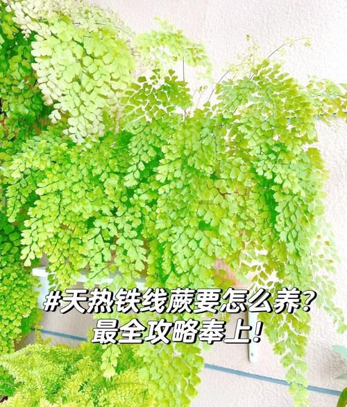 蕨类植物怎么养_蕨类植物多久浇一次水-第1张图片-山城妙识 蕨类植物怎么养_蕨类植物多久浇一次水-第1张图片-山城妙识