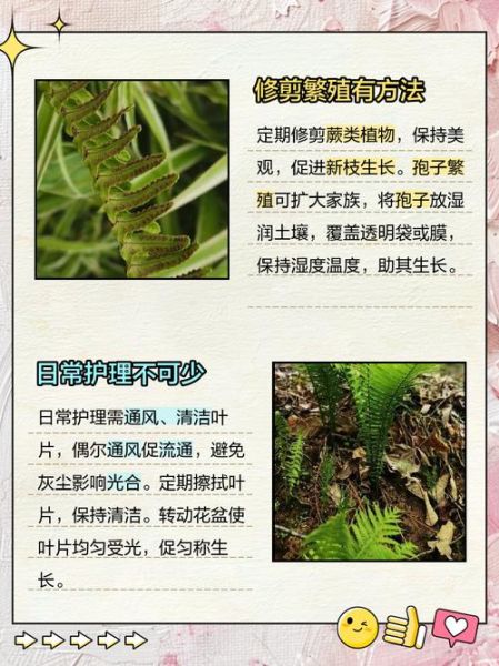 蕨类植物怎么养_蕨类植物多久浇一次水-第3张图片-山城妙识 蕨类植物怎么养_蕨类植物多久浇一次水-第3张图片-山城妙识