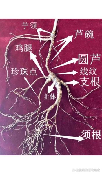 真正野生人参图片_如何辨别真假-第1张图片-山城妙识