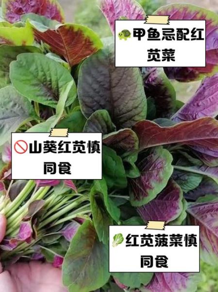 红苋菜什么人不能吃_红苋菜禁忌有哪些-第3张图片-山城妙识 红苋菜什么人不能吃_红苋菜禁忌有哪些-第3张图片-山城妙识
