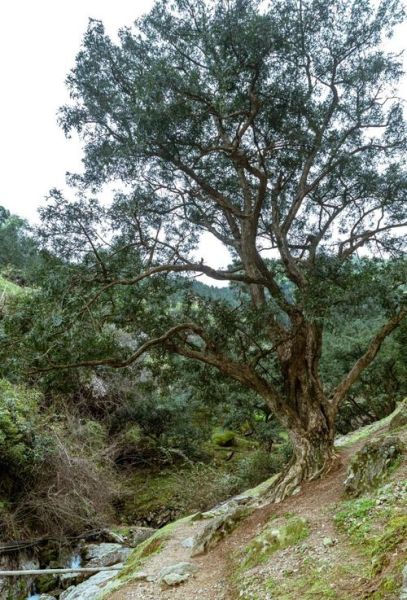 香榧树名贵吗_香榧树价格为什么那么高-第3张图片-山城妙识