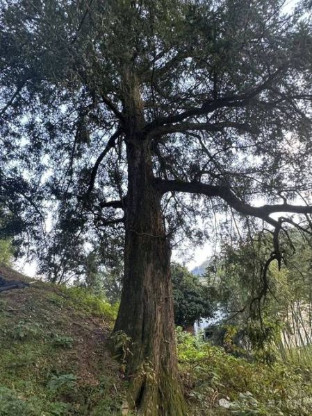 香榧树名贵吗_香榧树价格为什么那么高-第1张图片-山城妙识