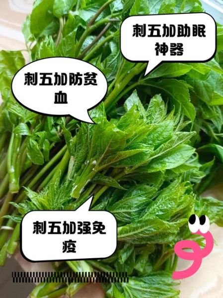 刺五加伤肝还是护肝_长期吃会中毒吗-第2张图片-山城妙识 刺五加伤肝还是护肝_长期吃会中毒吗-第2张图片-山城妙识