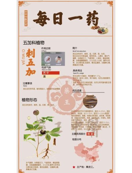 刺五加伤肝还是护肝_长期吃会中毒吗-第3张图片-山城妙识 刺五加伤肝还是护肝_长期吃会中毒吗-第3张图片-山城妙识