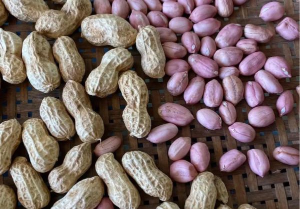 长生果的功效与作用_长生果怎么吃最养人-第2张图片-山城妙识 长生果的功效与作用_长生果怎么吃最养人-第2张图片-山城妙识