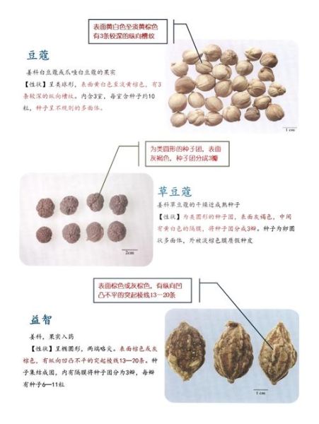 白豆蔻在卤水中作用_白豆蔻和草豆蔻区别-第1张图片-山城妙识 白豆蔻在卤水中作用_白豆蔻和草豆蔻区别-第1张图片-山城妙识