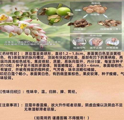 白豆蔻在卤水中作用_白豆蔻和草豆蔻区别-第3张图片-山城妙识 白豆蔻在卤水中作用_白豆蔻和草豆蔻区别-第3张图片-山城妙识