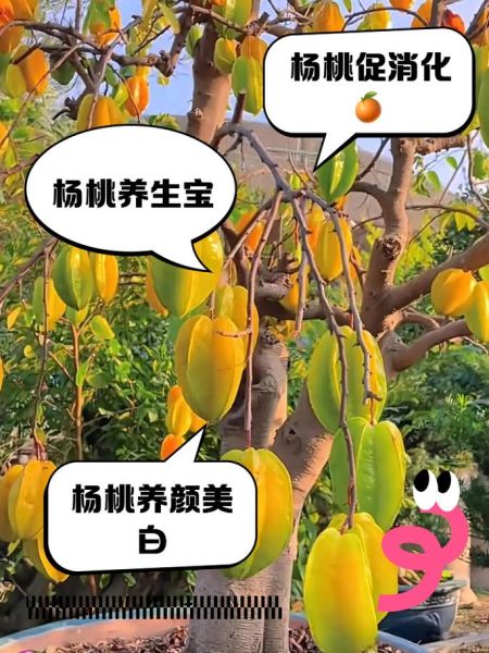 阳桃的功效与作用_阳桃怎么吃最健康-第1张图片-山城妙识