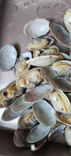 花蛤怎么吐沙最干净_花蛤最正宗的做法-第2张图片-山城妙识