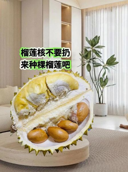 榴莲核怎么吃最好_榴莲核能生吃吗-第1张图片-山城妙识 榴莲核怎么吃最好_榴莲核能生吃吗-第1张图片-山城妙识