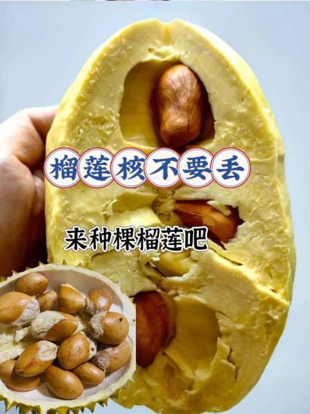 榴莲核怎么吃最好_榴莲核能生吃吗-第3张图片-山城妙识 榴莲核怎么吃最好_榴莲核能生吃吗-第3张图片-山城妙识