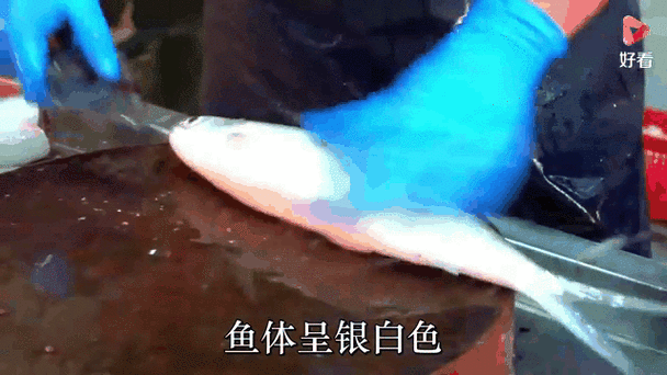 虱目鱼价格多少钱一斤_虱目鱼为什么那么贵-第1张图片-山城妙识