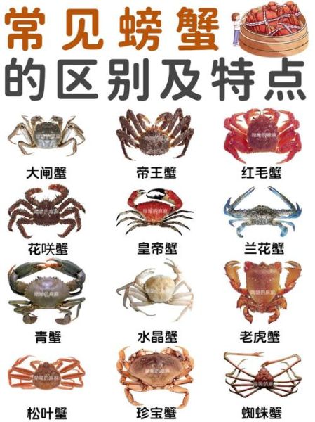 螃蟹种类大全_螃蟹怎么挑选-第3张图片-山城妙识 螃蟹种类大全_螃蟹怎么挑选-第3张图片-山城妙识