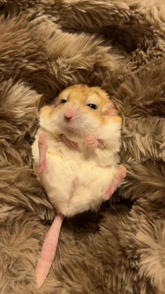 通心粉鼠好养吗_通心粉鼠饲养注意事项-第2张图片-山城妙识 通心粉鼠好养吗_通心粉鼠饲养注意事项-第2张图片-山城妙识