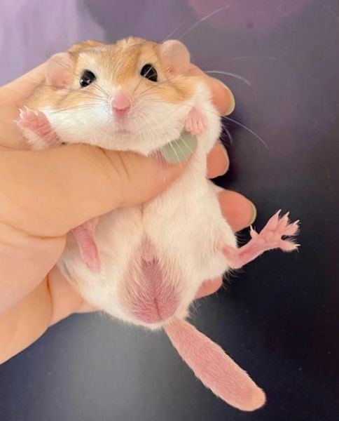 通心粉鼠好养吗_通心粉鼠饲养注意事项-第3张图片-山城妙识 通心粉鼠好养吗_通心粉鼠饲养注意事项-第3张图片-山城妙识