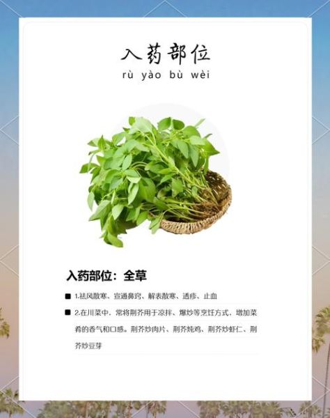 荆芥能治疗感冒吗_荆芥的功效与作用-第3张图片-山城妙识