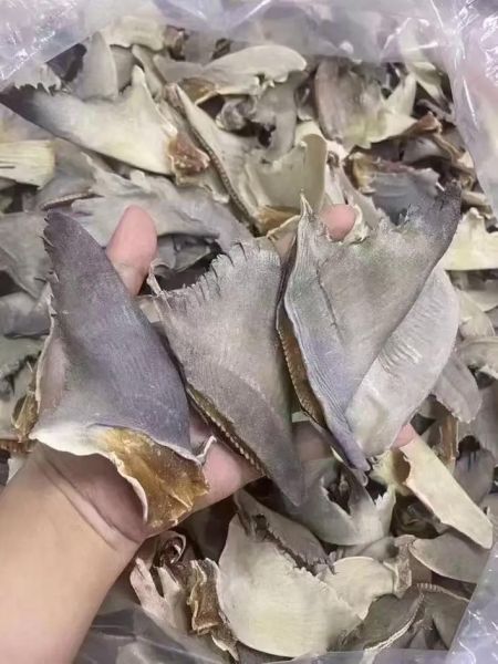 鱼翅品种排行_哪种鱼翅最好-第1张图片-山城妙识 鱼翅品种排行_哪种鱼翅最好-第1张图片-山城妙识