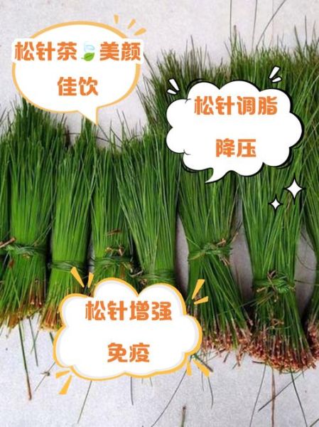 松针煮水的功效与作用_松针煮水能天天喝吗-第3张图片-山城妙识 松针煮水的功效与作用_松针煮水能天天喝吗-第3张图片-山城妙识